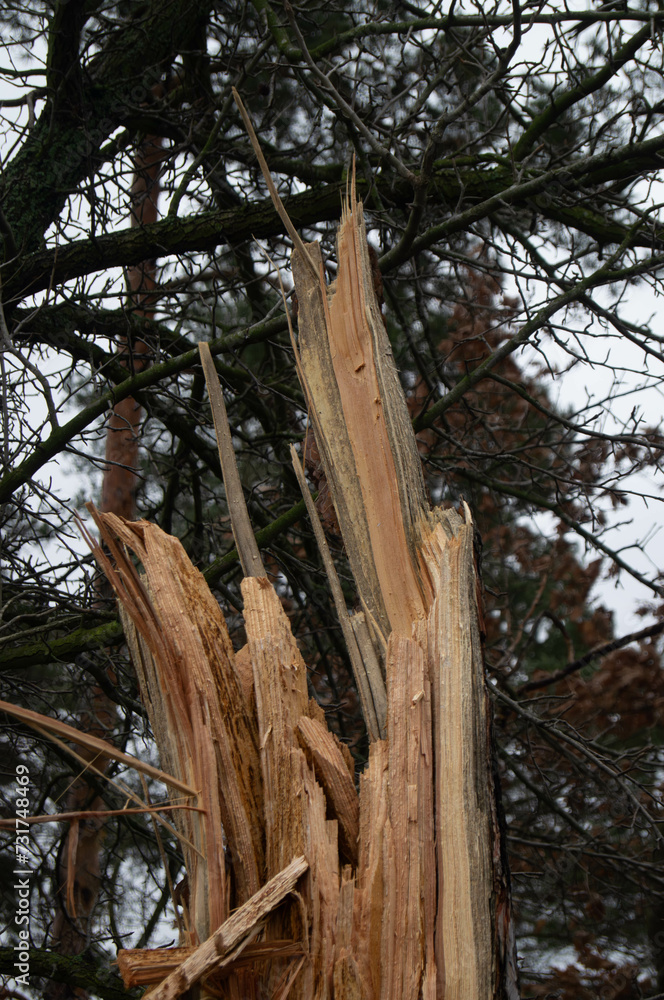 Stark image of a splintered tree trunk, a vivid testament to nature's ...