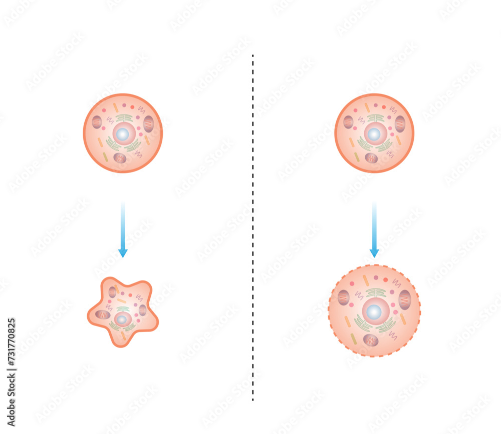 Apoptosis and necrosis of normal cell. Cell death types. Labeled ...