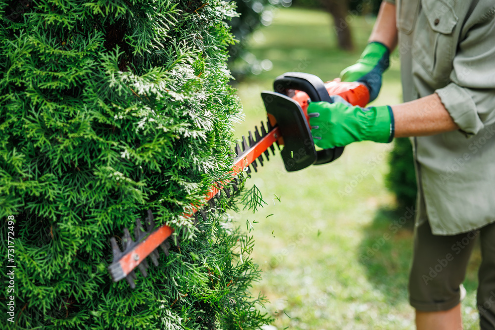 Gardener is using rechargeable cordless hedge trimmer to trim overgrown ...