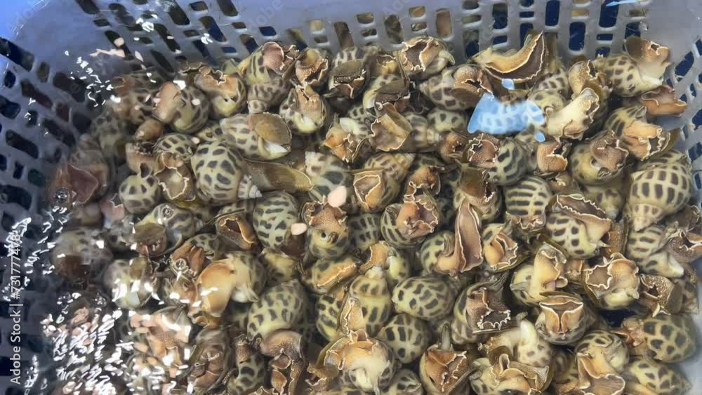 Molluscs, live shells in the pelvis. seashells seafood Stock-Video ...