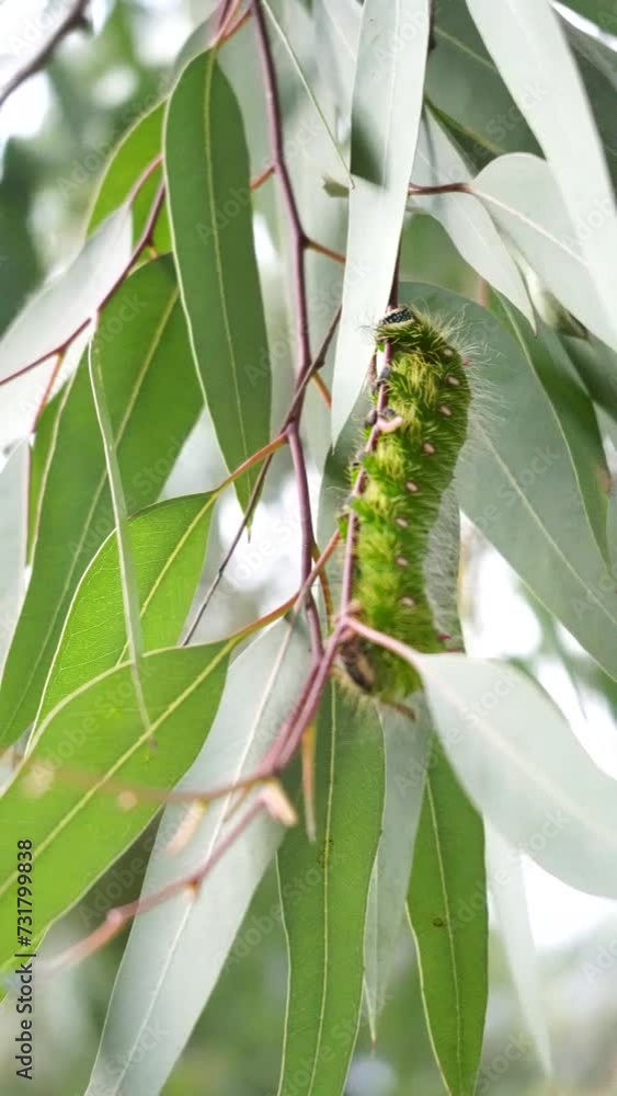 Larva, oruga, gusano en rama de eucalipto vídeo do Stock | Adobe Stock