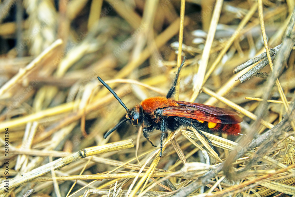 Mammoth wasp (Megascolia maculata, female, largest Hymenoptera) moves ...