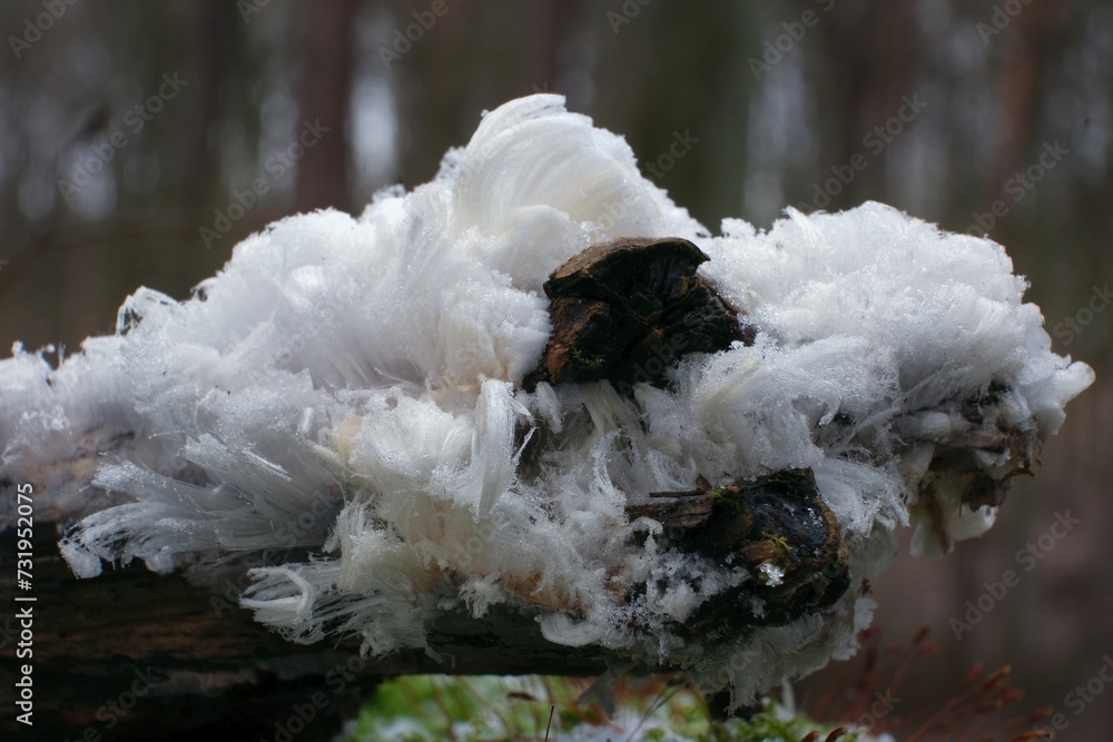 An unusual natural phenomenon - mysterious hair ice on wood looks like ...