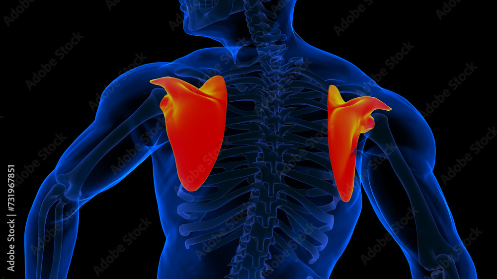 Human skeleton anatomy scapula bone 3D rendering Stock Illustration ...