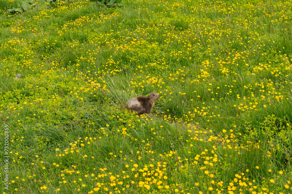 Wild marmot in a mountains in a flower-filled meadow in the mountains ...