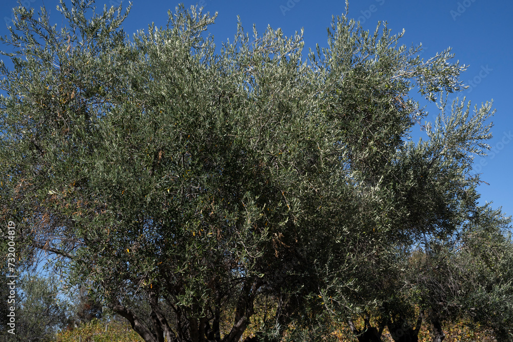 Olive oil industry. Closeup view of a Olea europaea tree, beautiful ...