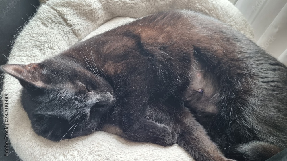 black cat laying on its back, scars healing after spaying Stock Photo ...