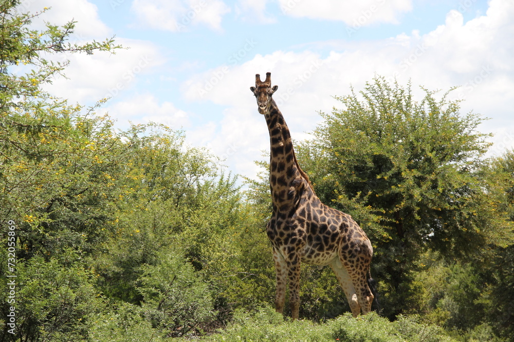 Giraffe, The Willem Pretorius Game Reserve is situated in the heart of ...