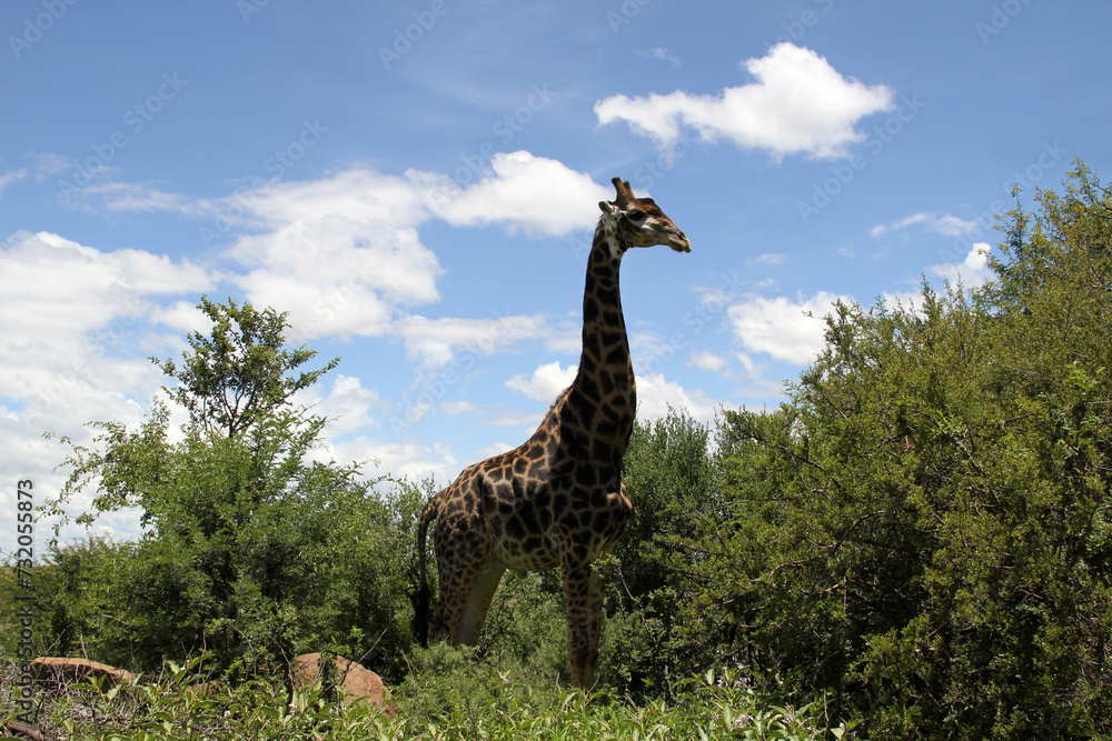 Giraffe, The Willem Pretorius Game Reserve is situated in the heart of ...