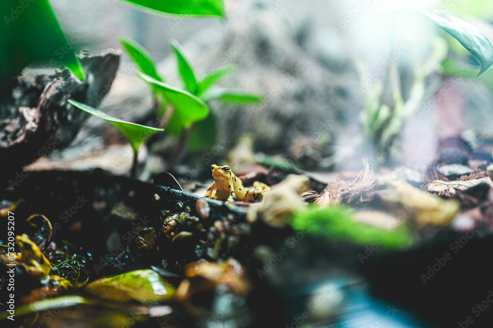 animals, zoo, adventure, travel, asia, rain forest, snake, lizard, fish ...