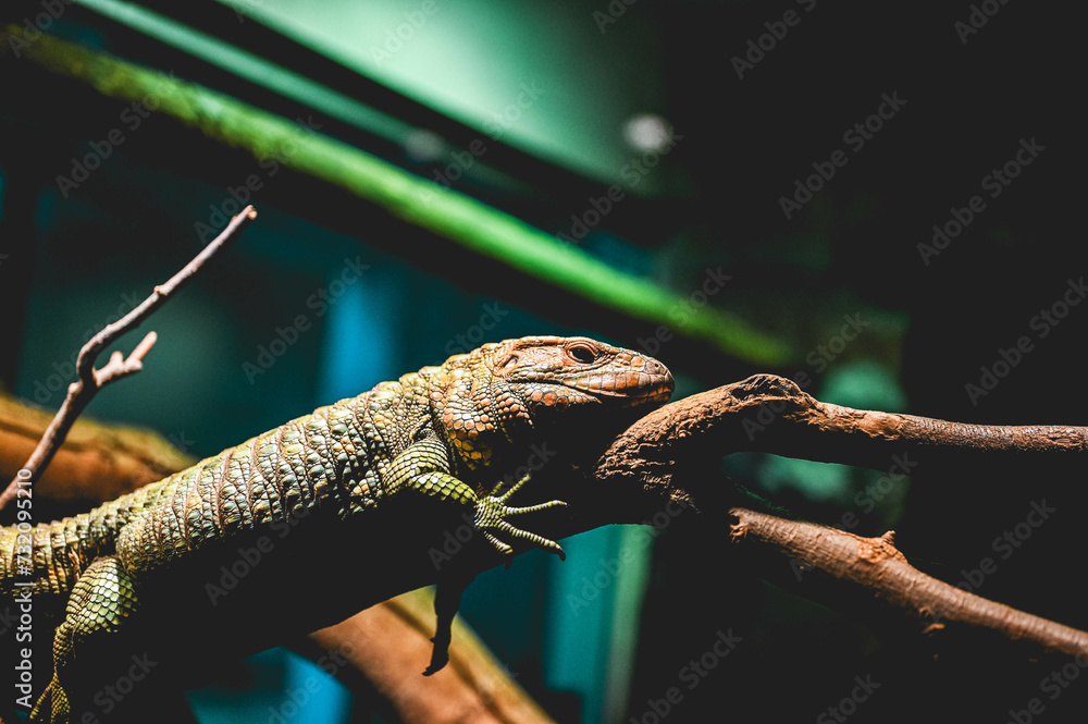 animals, zoo, adventure, travel, asia, rain forest, snake, lizard, fish ...