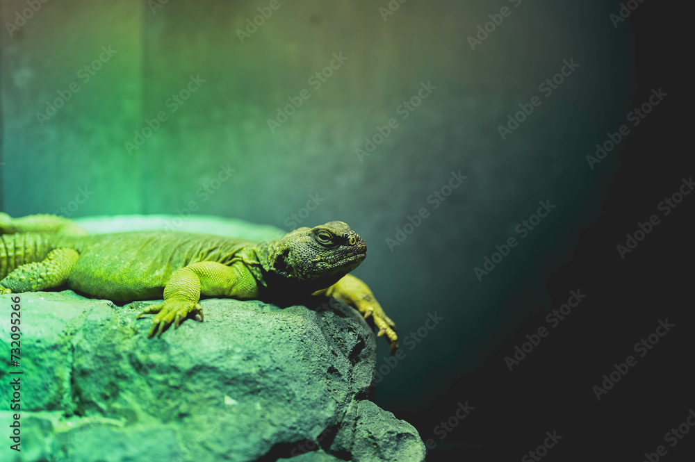 animals, zoo, adventure, travel, asia, rain forest, snake, lizard, fish ...