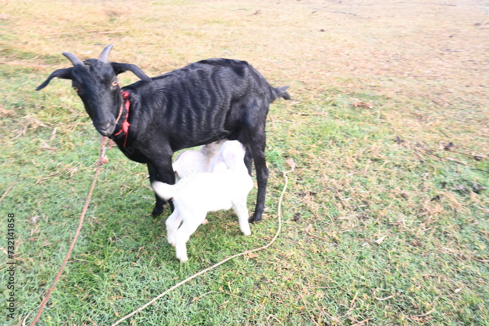 Goat feeding his baby. Cute Baby goat drinking milk. cattle Farming or ...