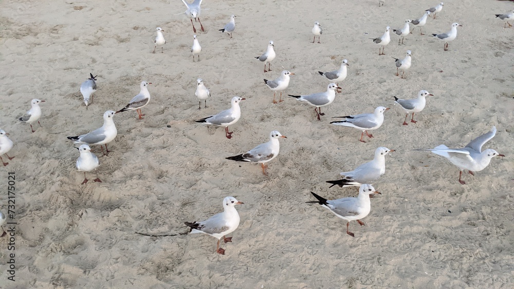 The black-billed gull (Chroicocephalus bulleri) is a Near Threatened ...