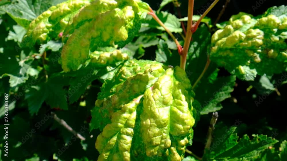 Vidéo Stock Deformed currant leaves eaten by leaf pests, texture of ... Vidéo Stock Deformed currant leaves eaten by leaf pests, texture of ...