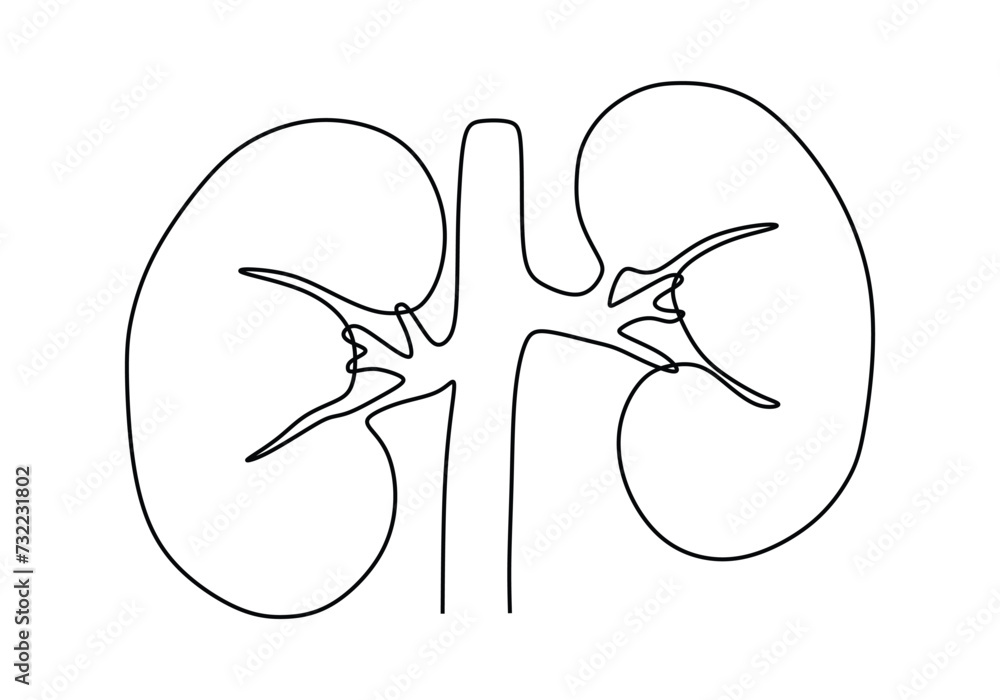 Kidney one line drawing. Human anatomy organ. Continuous lineart vector ...