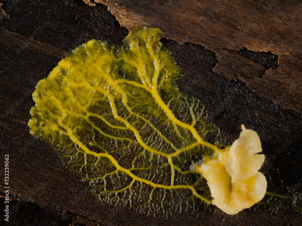 PC2070508 slime mold plasmodium, Badhamia utricularis, speading over ...