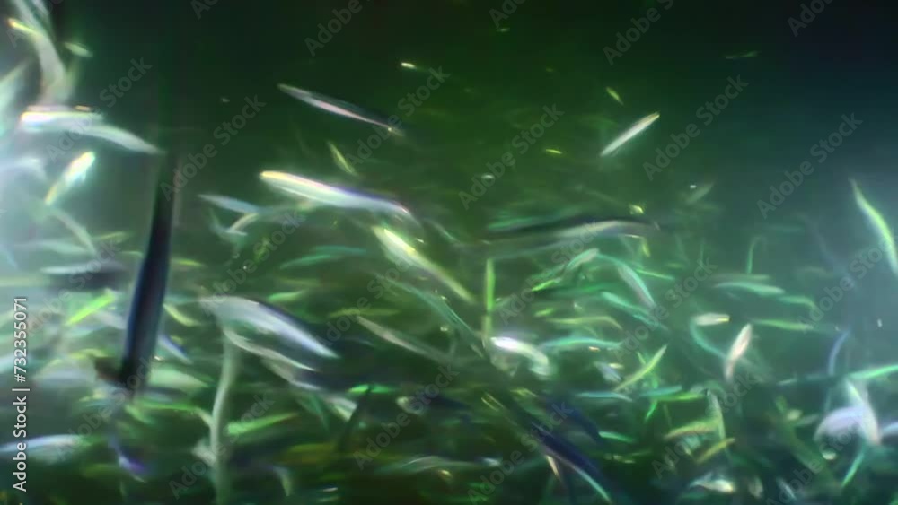 Shot inside a commercial fishing net: a school of fish is constantly ...