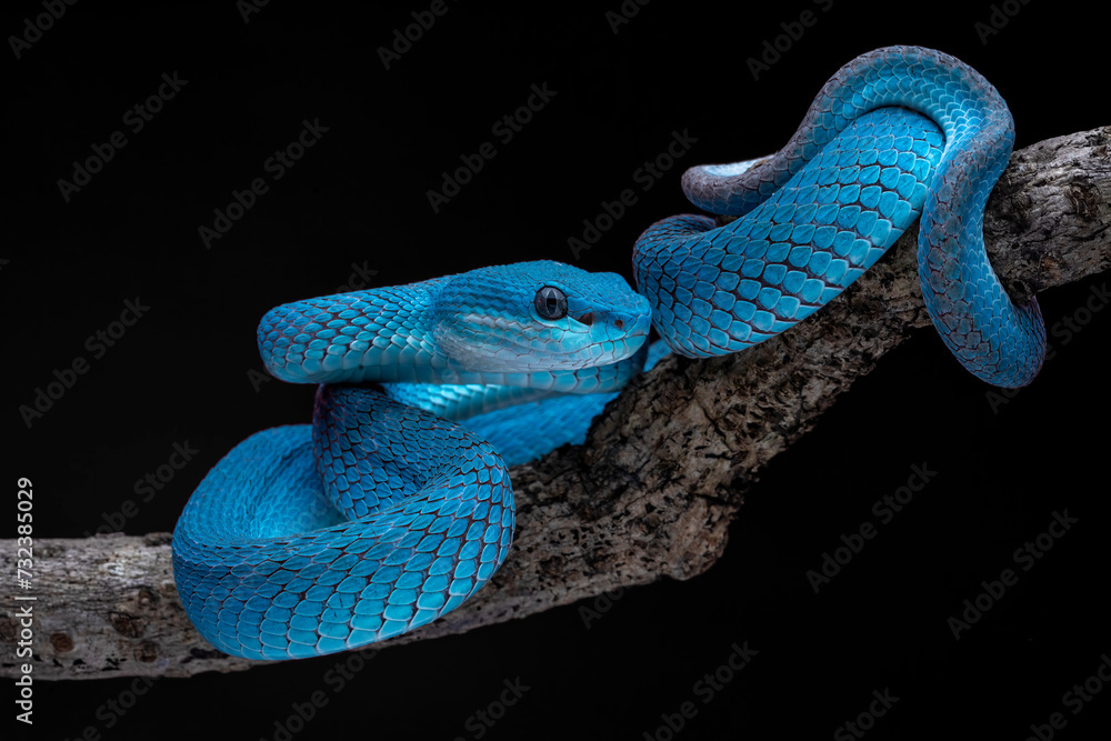 Blue White-lipped Island Pit Viper (Trimeresurus insularis) native to ...