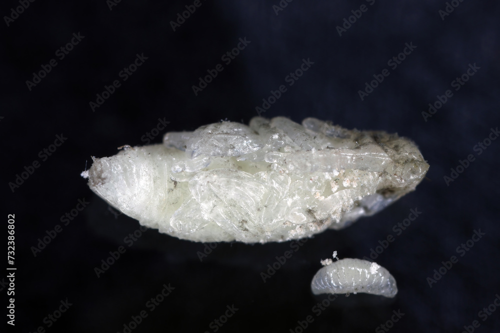 Granary Weevil (Sitophilus granarius) also called Grain or Wheat Weevil ...