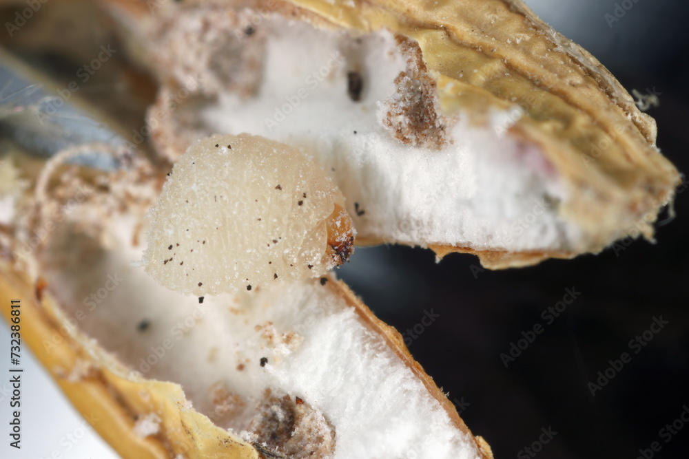 Granary Weevil (Sitophilus granarius) also called Grain or Wheat Weevil ...