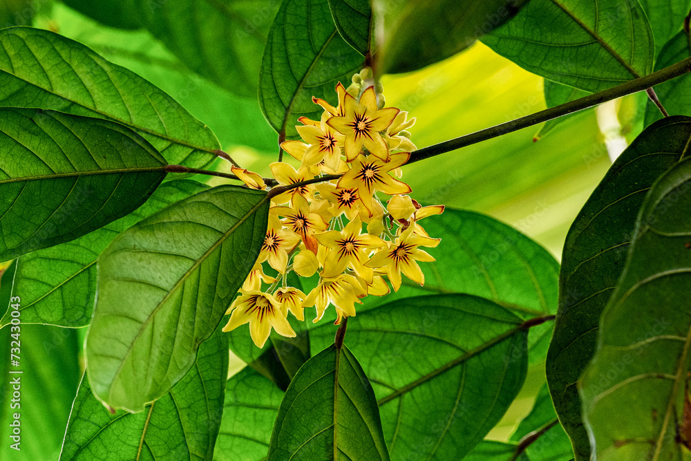Cola tree, Cola acuminata. All colas come from sub-Saharan Africa ...