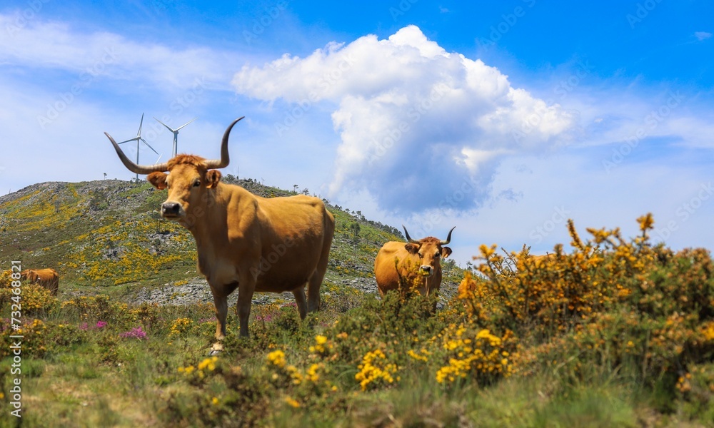 Cow from Serra da Estrela in Portugal, Vacancy of a typical breed of ...