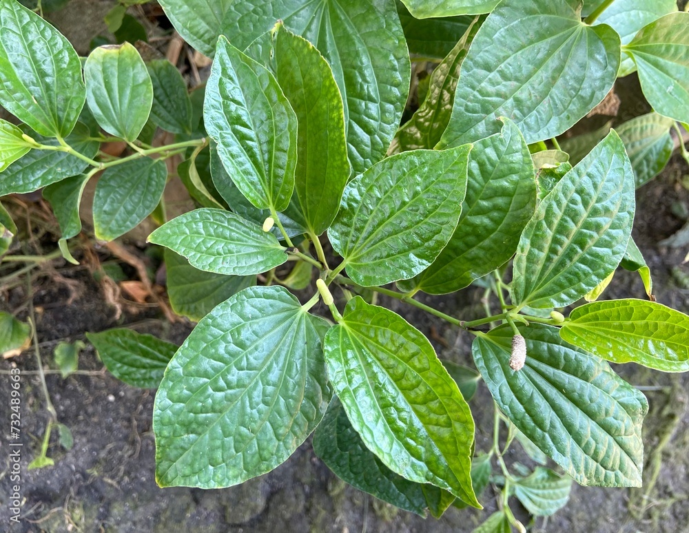 Piper sarmentosum is a plant in the family Piperaceae used in many ...