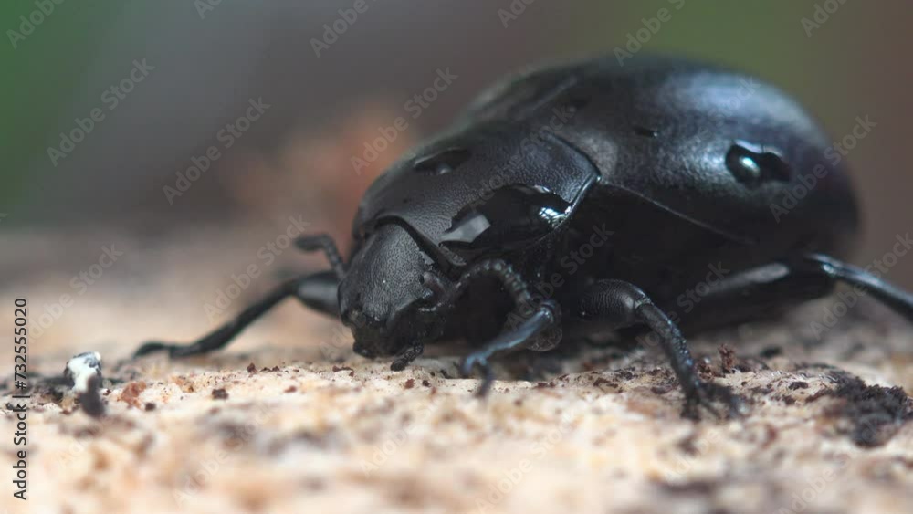 Trypocopris vernalis, known sometimes by common name dor beetle or ...