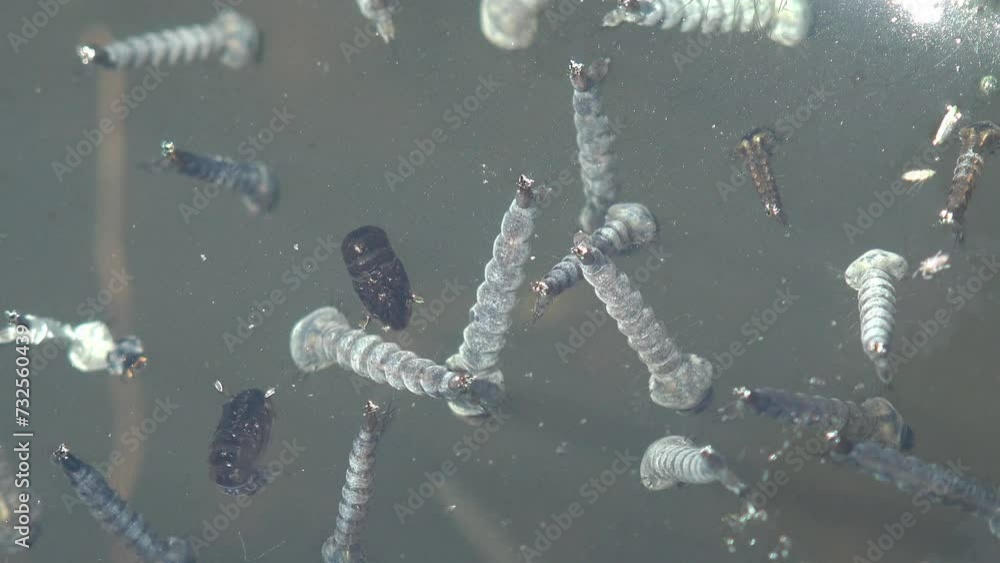 Vidéo Stock Larvaes Mosquito floats, stage third, larvaes floats on ...