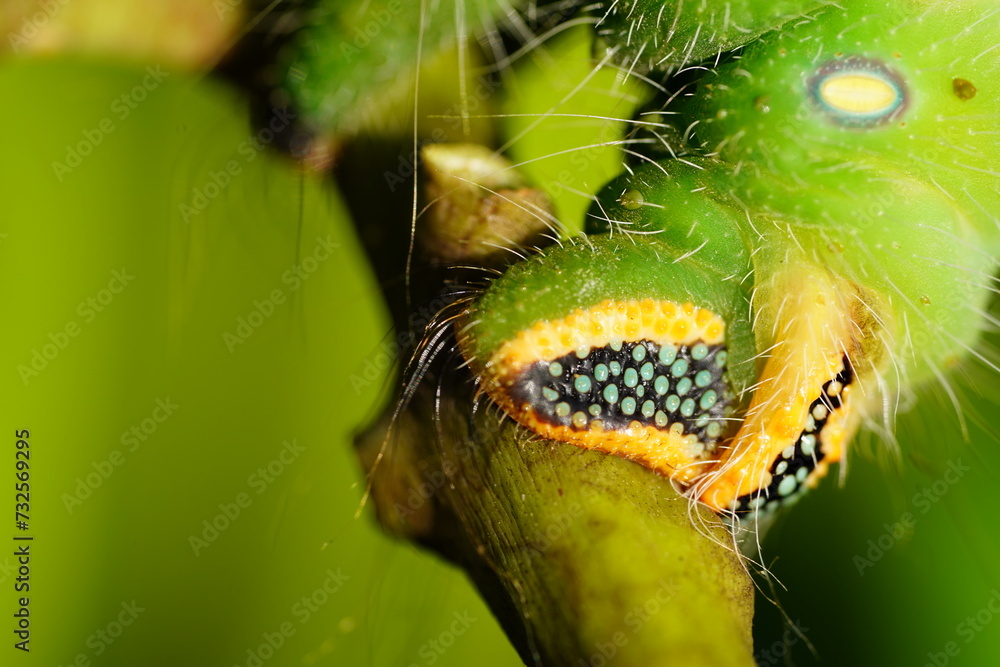 Tail end as detail of a caterpillar of the green emperor moth Eacles ...