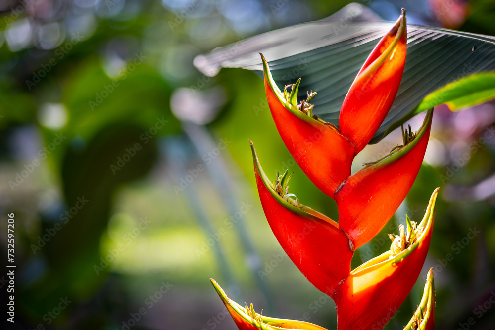 Top part of colorful and bright Lobster-claws (Heliconia) flower also ...