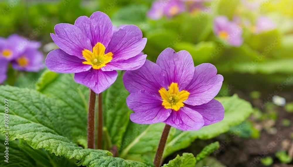 two flowers of purple primula denticulata or drumstick primula in a ...
