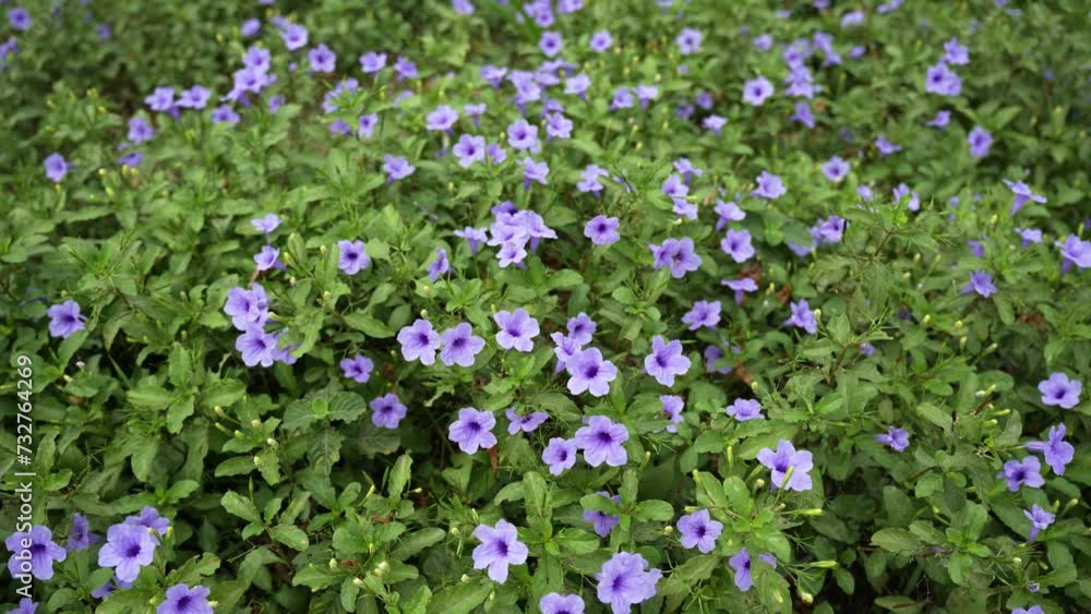 Ruellia tuberosa, also known as minnieroot, fever root, snapdragon root ...