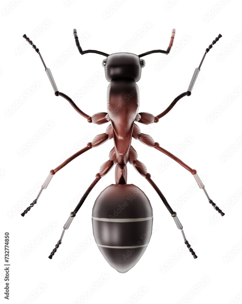 3D illustration of an ant. Top view. transparent background. 3D ...