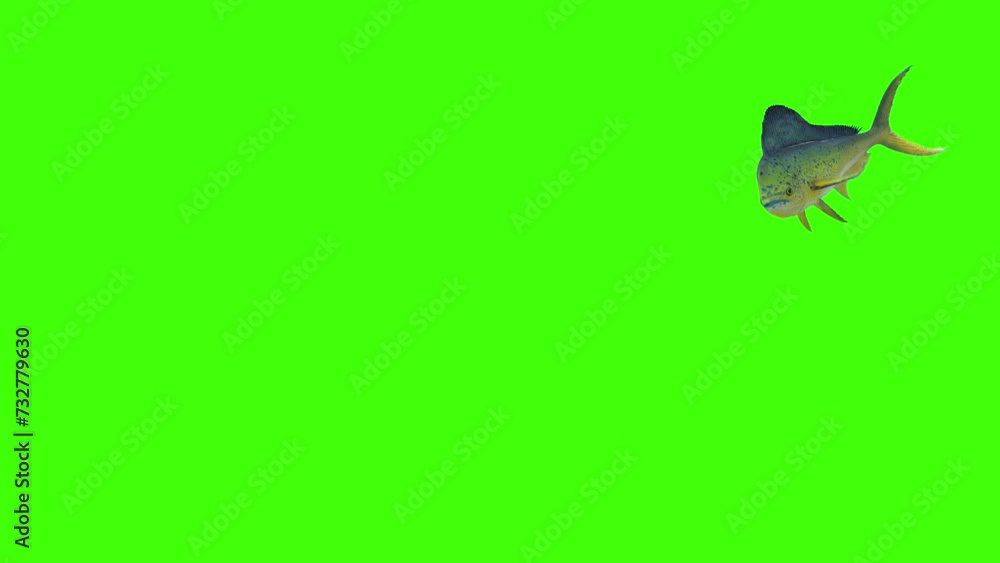 4k Mahi Fish float render on chroma-key, 3D Mahi Mahi Fish swimming ...