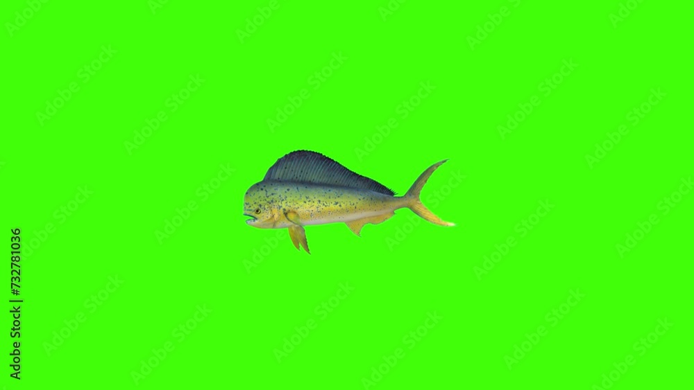 Vídeo do Stock: 3D Mahi Mahi Fish swimming underwater or ocean side ...