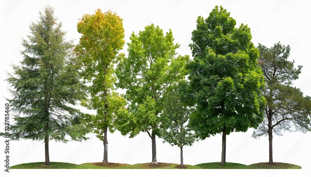 set of 6 small and middle trees sycamore platanus street maple trees ...