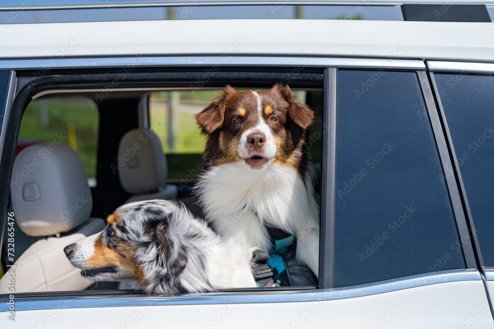 Dogs in car. Dog rides in the car. Transportation of pets. Dogs in ...
