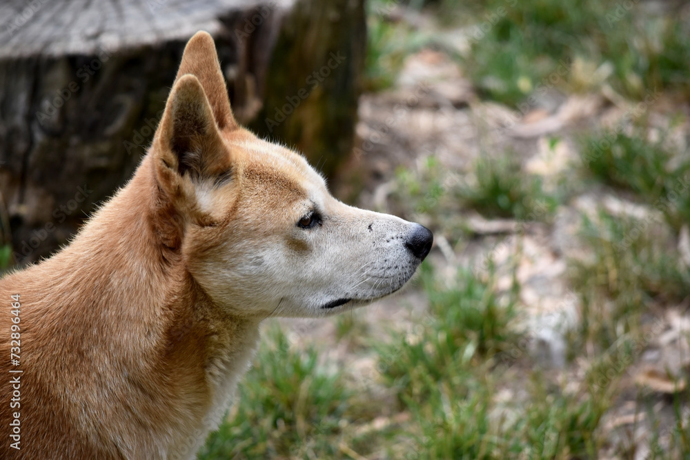 Dingos have a long muzzle, erect ears and strong claws. They usually ...