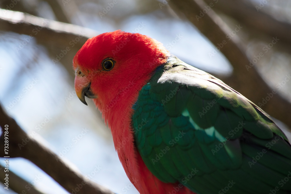 The Australian king parrot has a red belly and a green back, with green ...