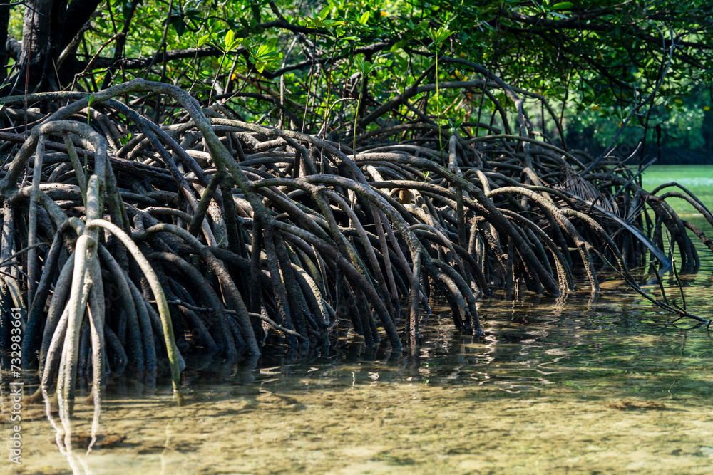 Mangrove trees, belonging to the Rhizophoraceae family, thrive in ...