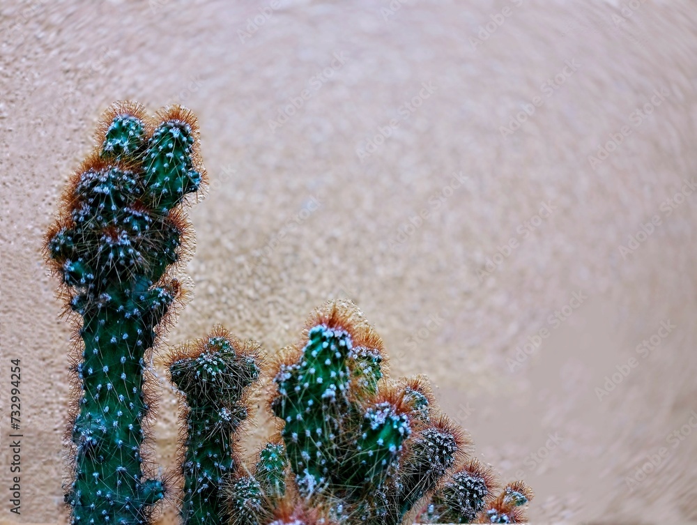 in the picture A type of castus tree with a green stem that ends with ...