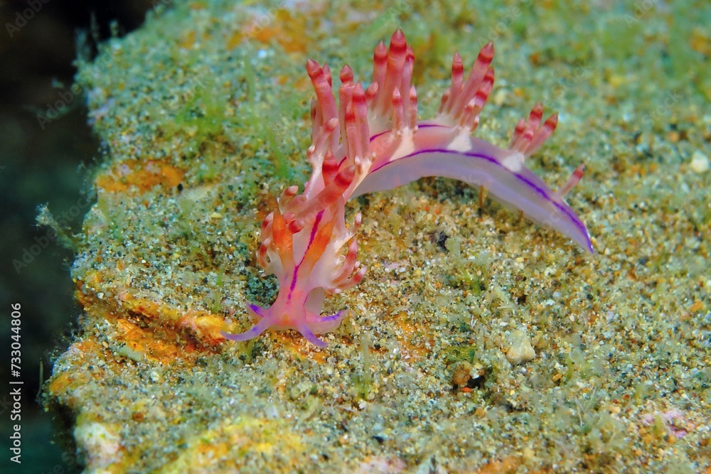Pink nudibranch - Flabellina rubrolineata on the coral reef. Macro ...