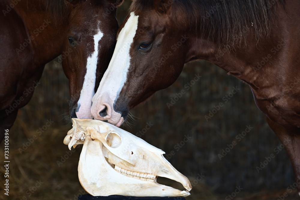Anatomie am Pferdeschädel. Pferde schnuppern an skelettiertem ...