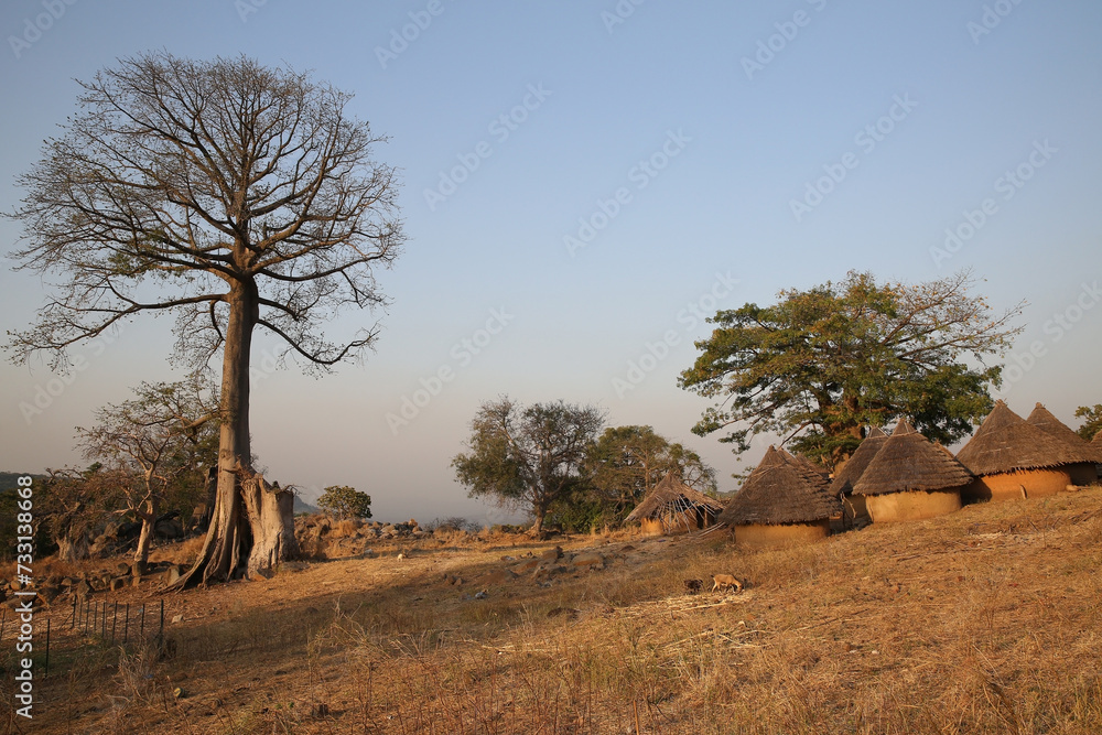 Bedik village in Kedougou, Senegal, Africa. Big baobab tree, beautiful ...