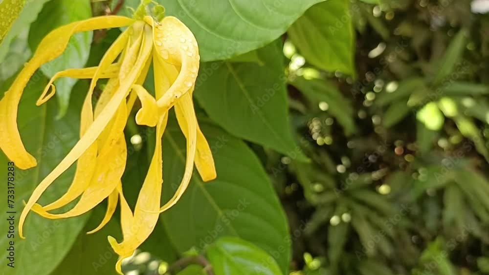 Vidéo Stock Ylang-Ylang flower (ilang ilang), Cananga odorata, yellow ...