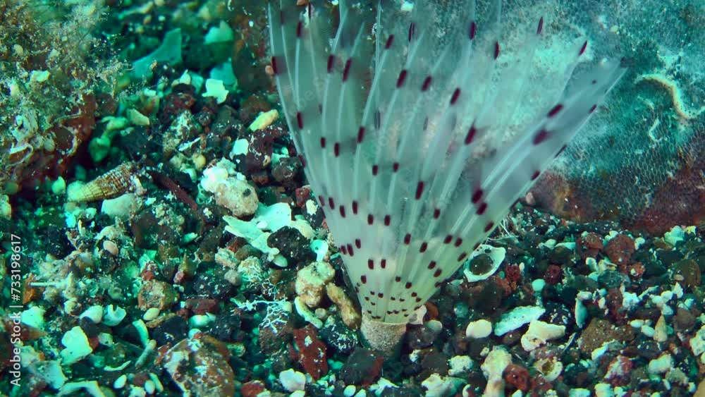 The polychaete Peacock worm (Sabella pavonina) folds the corolla of ...