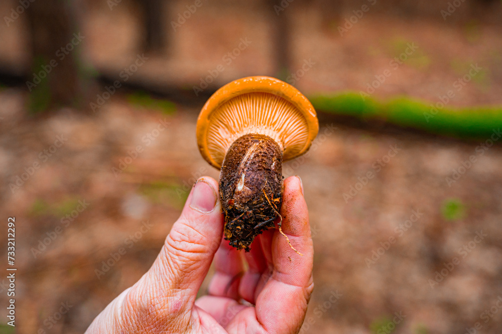 Mushroom in a woman hand. Tapinella atrotomentosa, known as the velvet ...