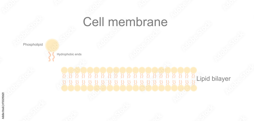 A picture represents the structure of cell membrane that shows lipid ...